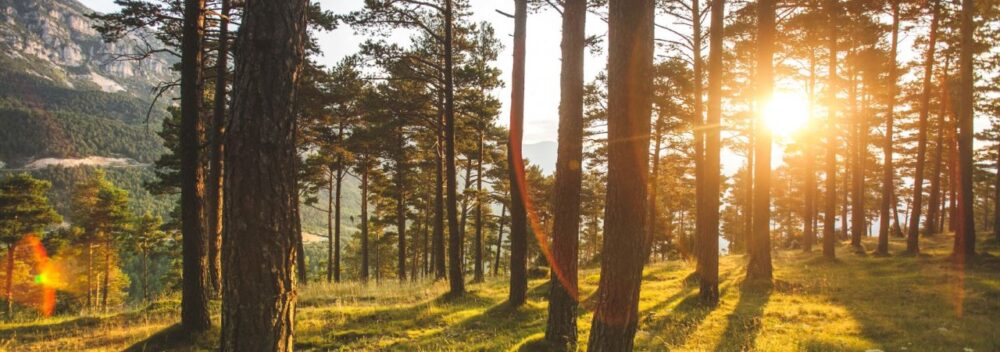 Hispasat to Develop Satellite Technology for Spanish Reforestation ...