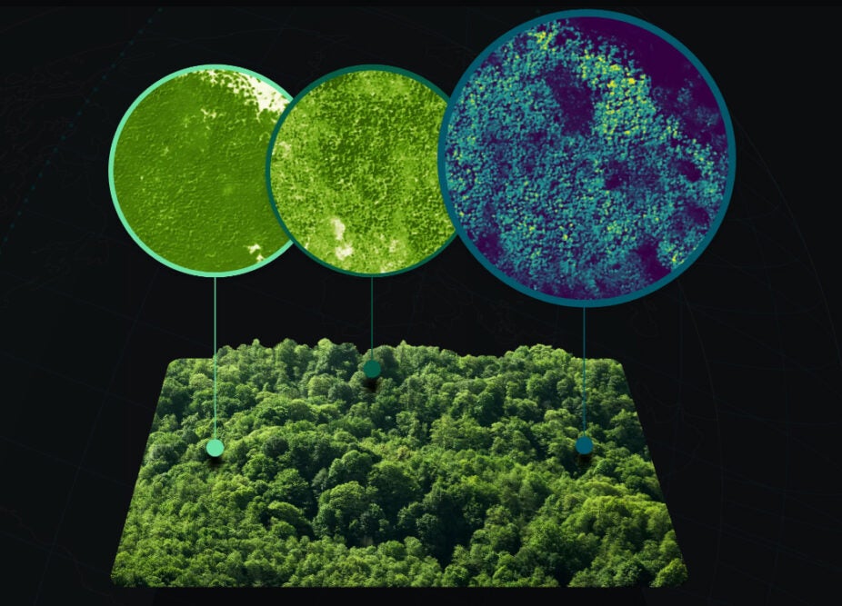 Planet Releases New Forest Carbon Diligence Dataset, Archiving 10 Years ...